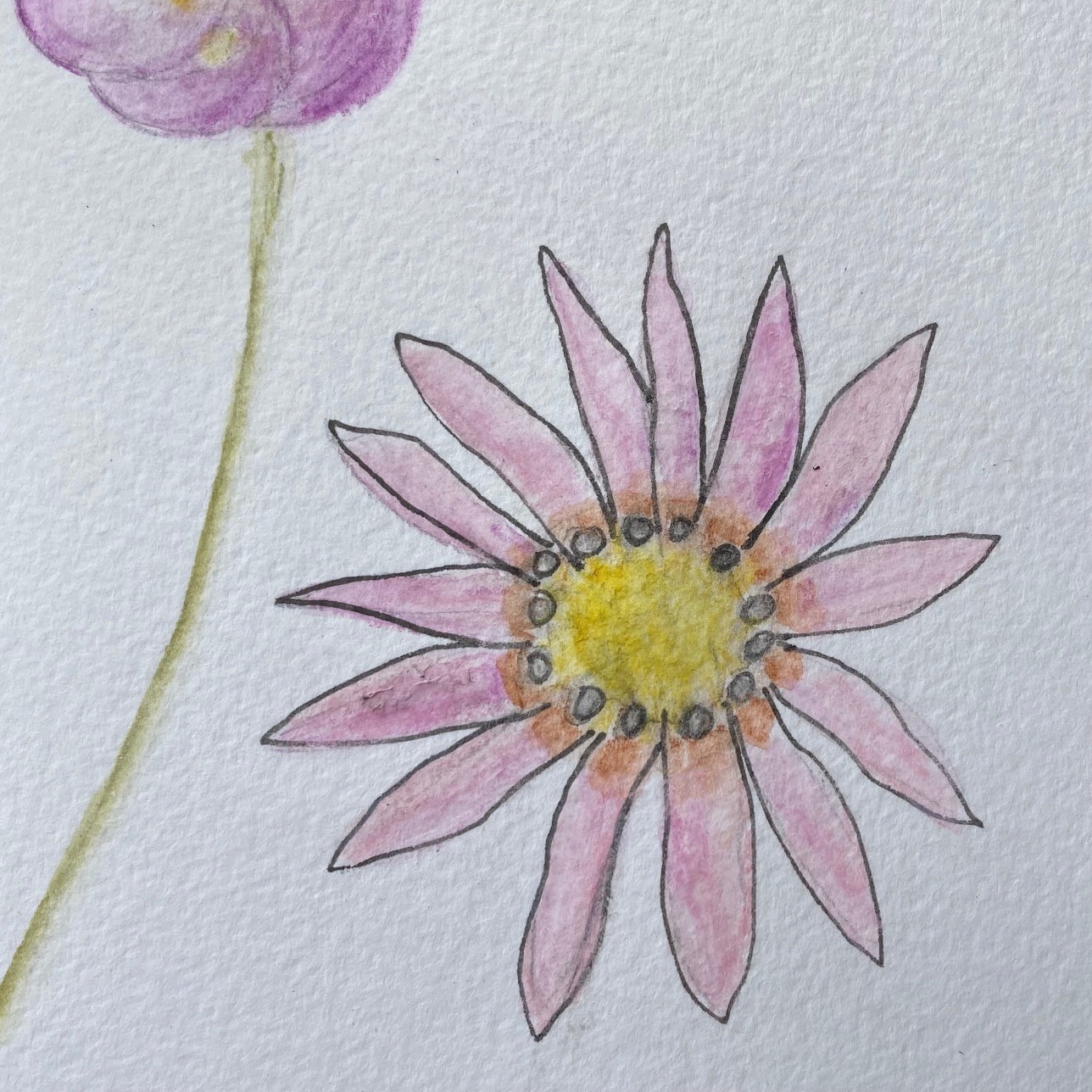 Stoic Plants and Fair-Weather Flowers – AMBER SHIPLEY